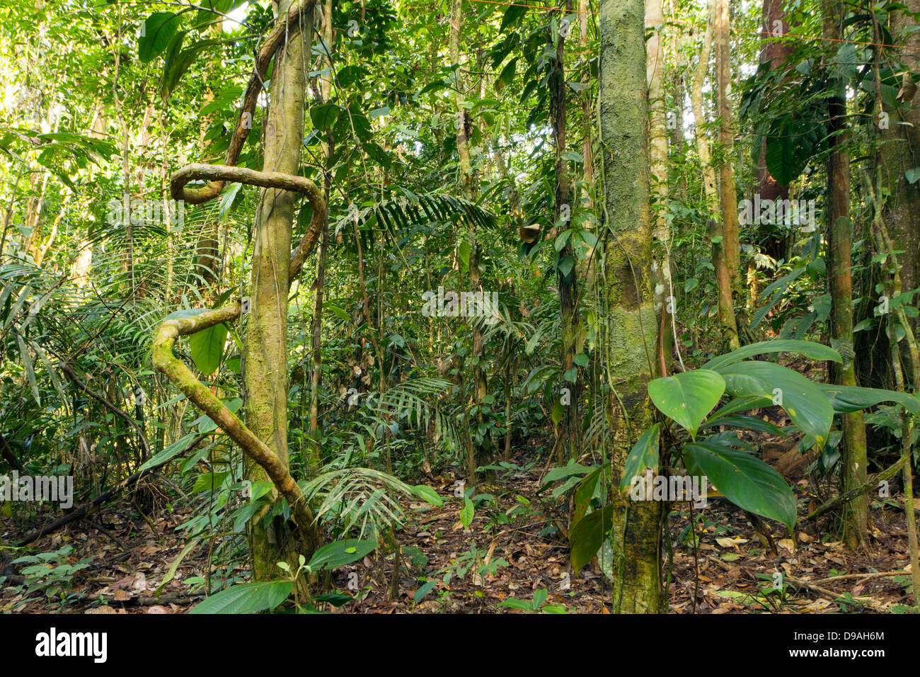 Rainforest Lianas