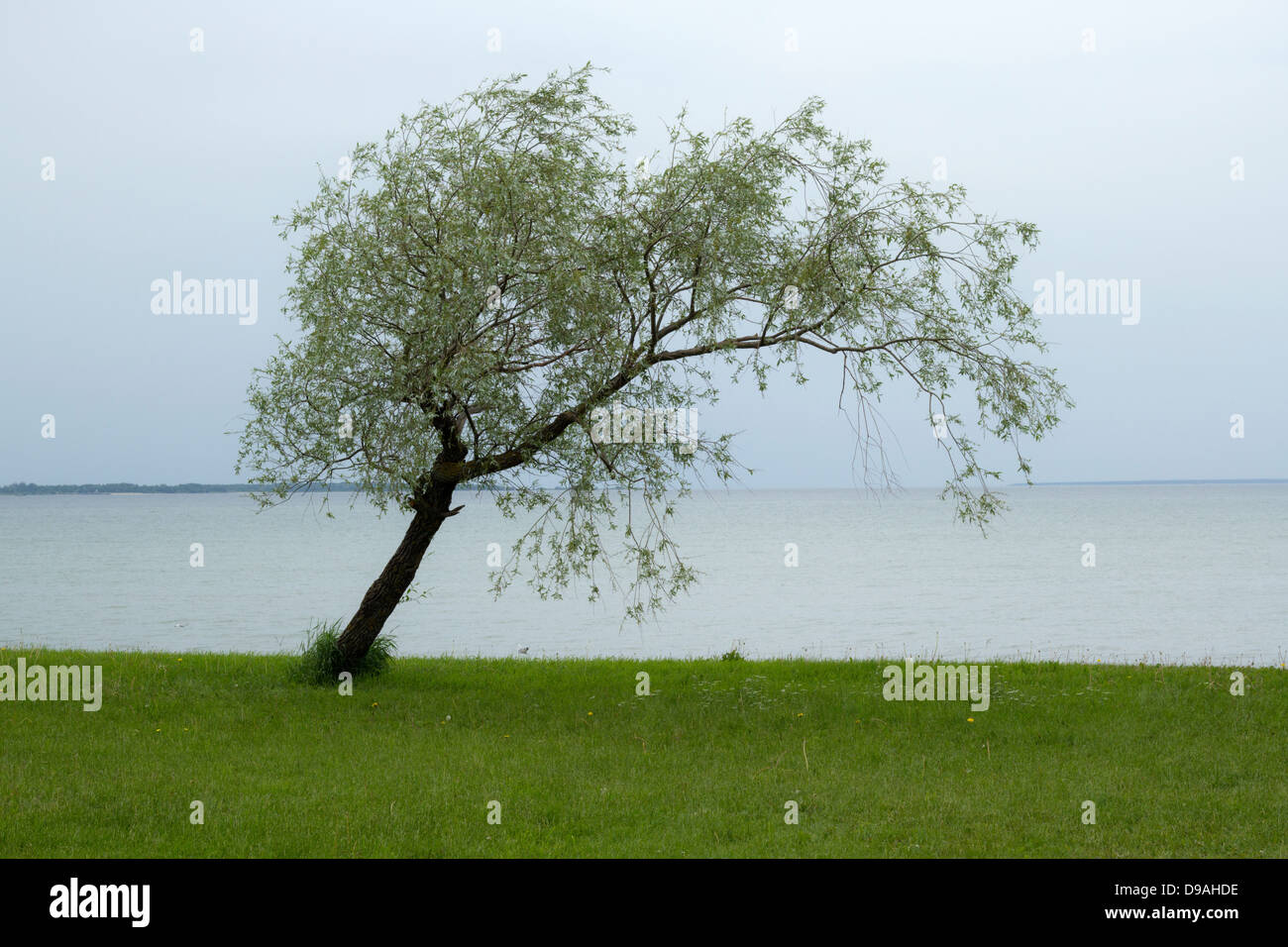 An arched tree on a beach Stock Photo - Alamy