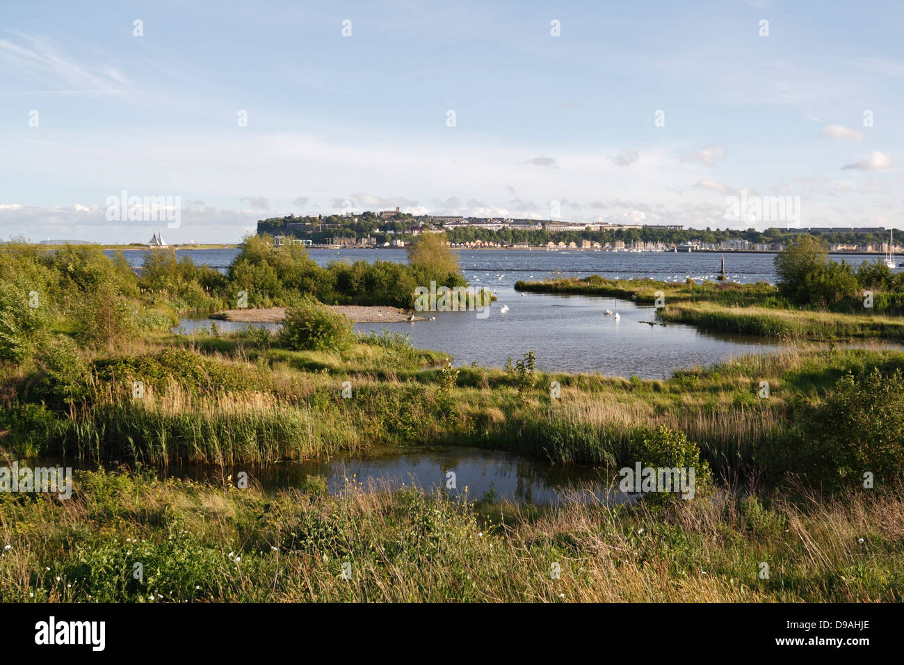 Cardiff Bay Wetlands nature reserve, Wales UK, Biodiversity hotspot ...