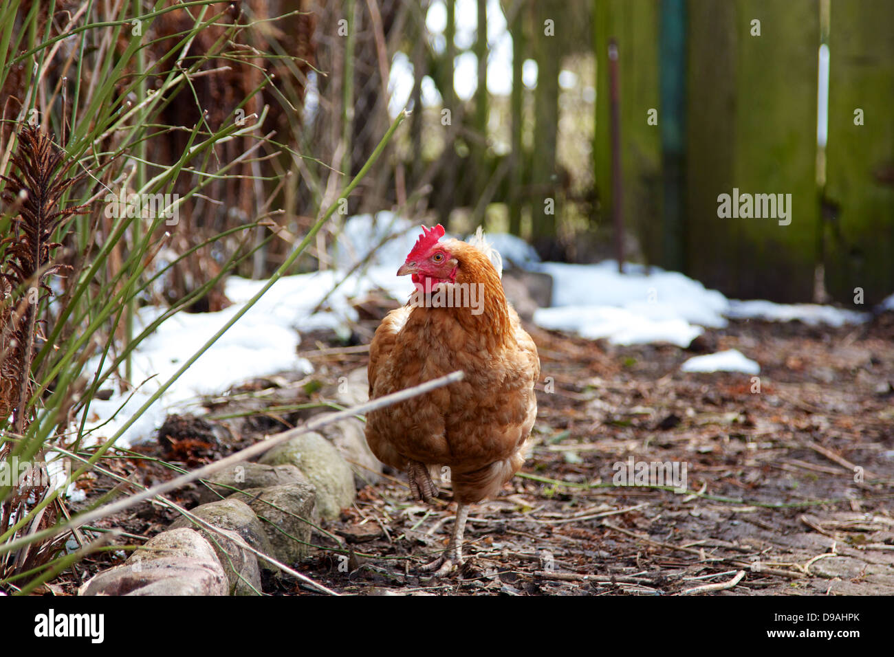 Poultry farm winter hi-res stock photography and images - Alamy