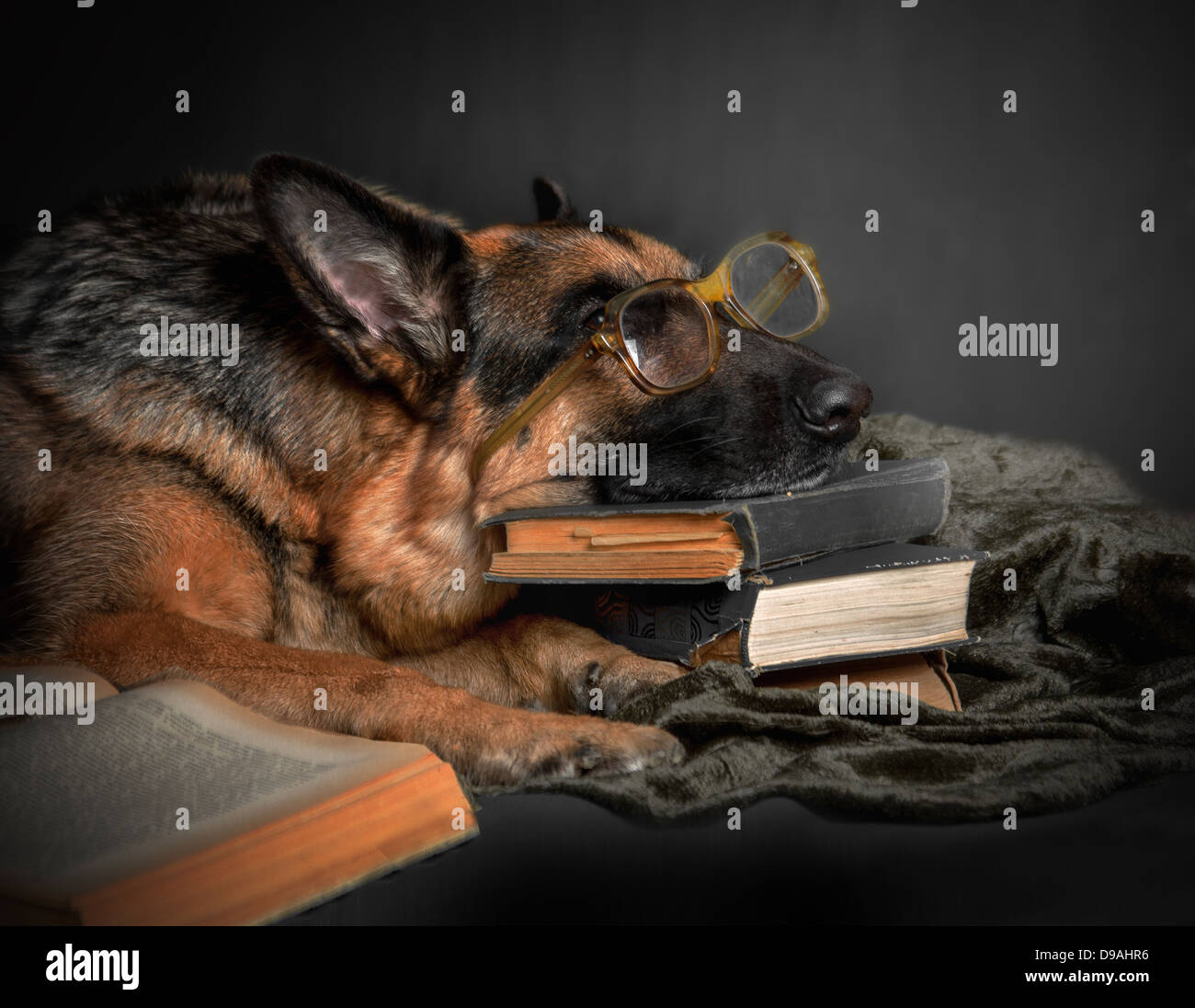 Dog german shepherd reading book hi-res stock photography and images ...