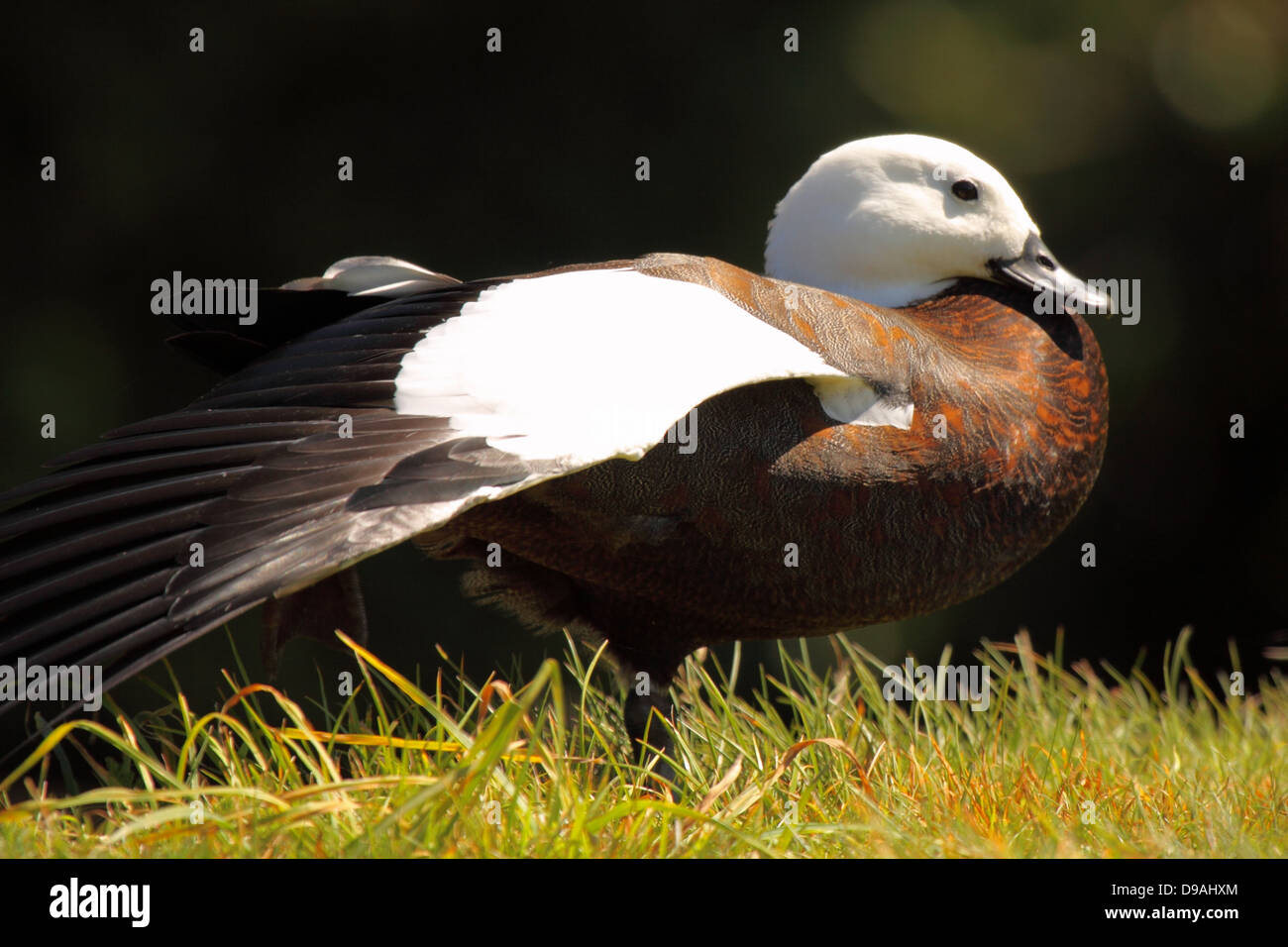 Paradise shelduck hi-res stock photography and images - Alamy