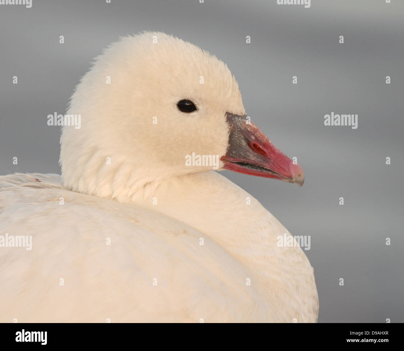 A Ross's Goose looking into a sunset Stock Photo - Alamy