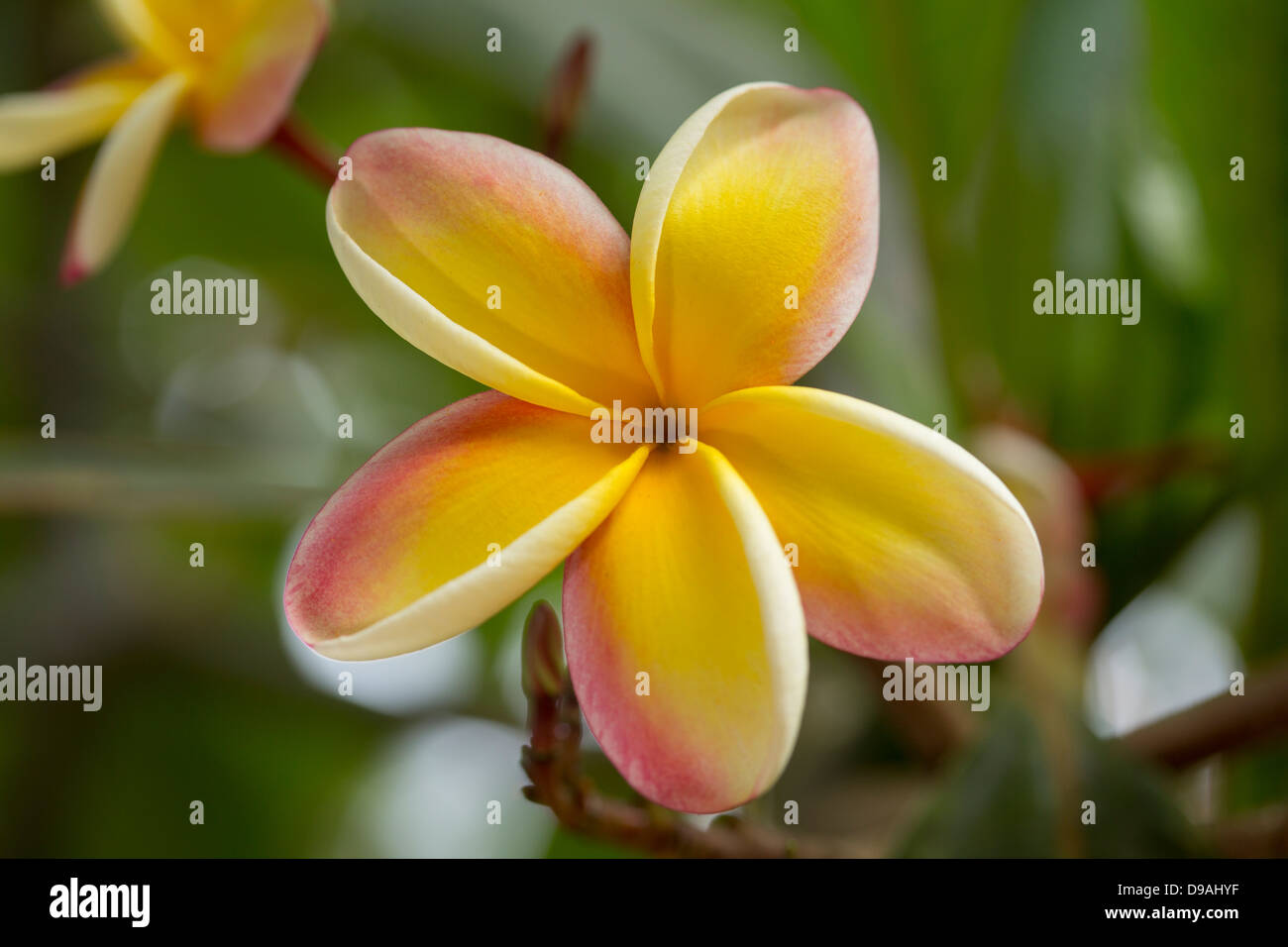 Araliya flower hi-res stock photography and images - Alamy