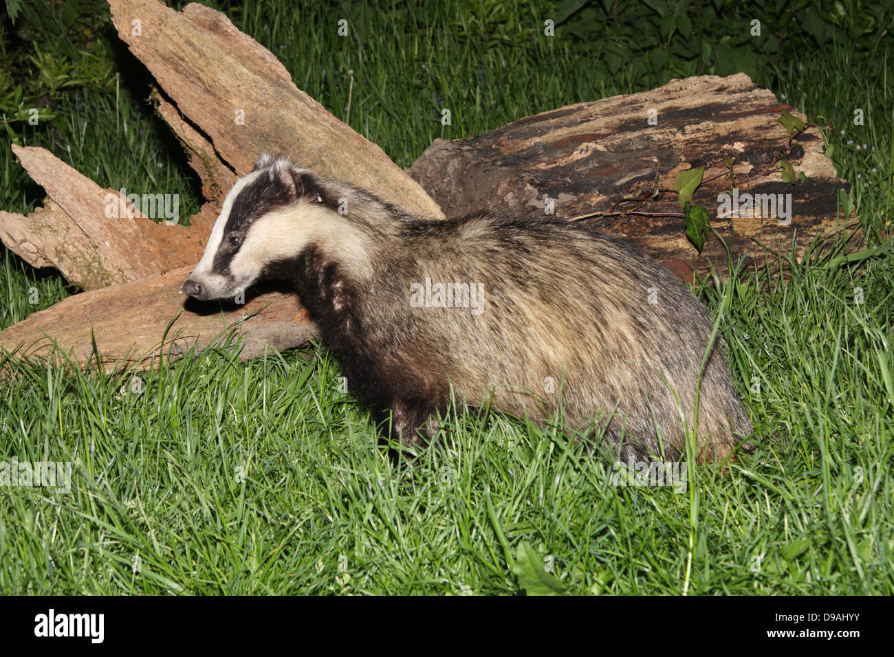 European badger hi-res stock photography and images - Alamy