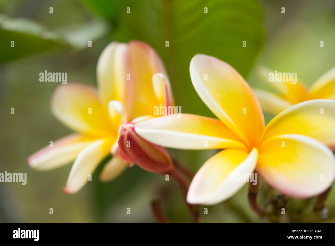 Araliya flower hi-res stock photography and images - Alamy