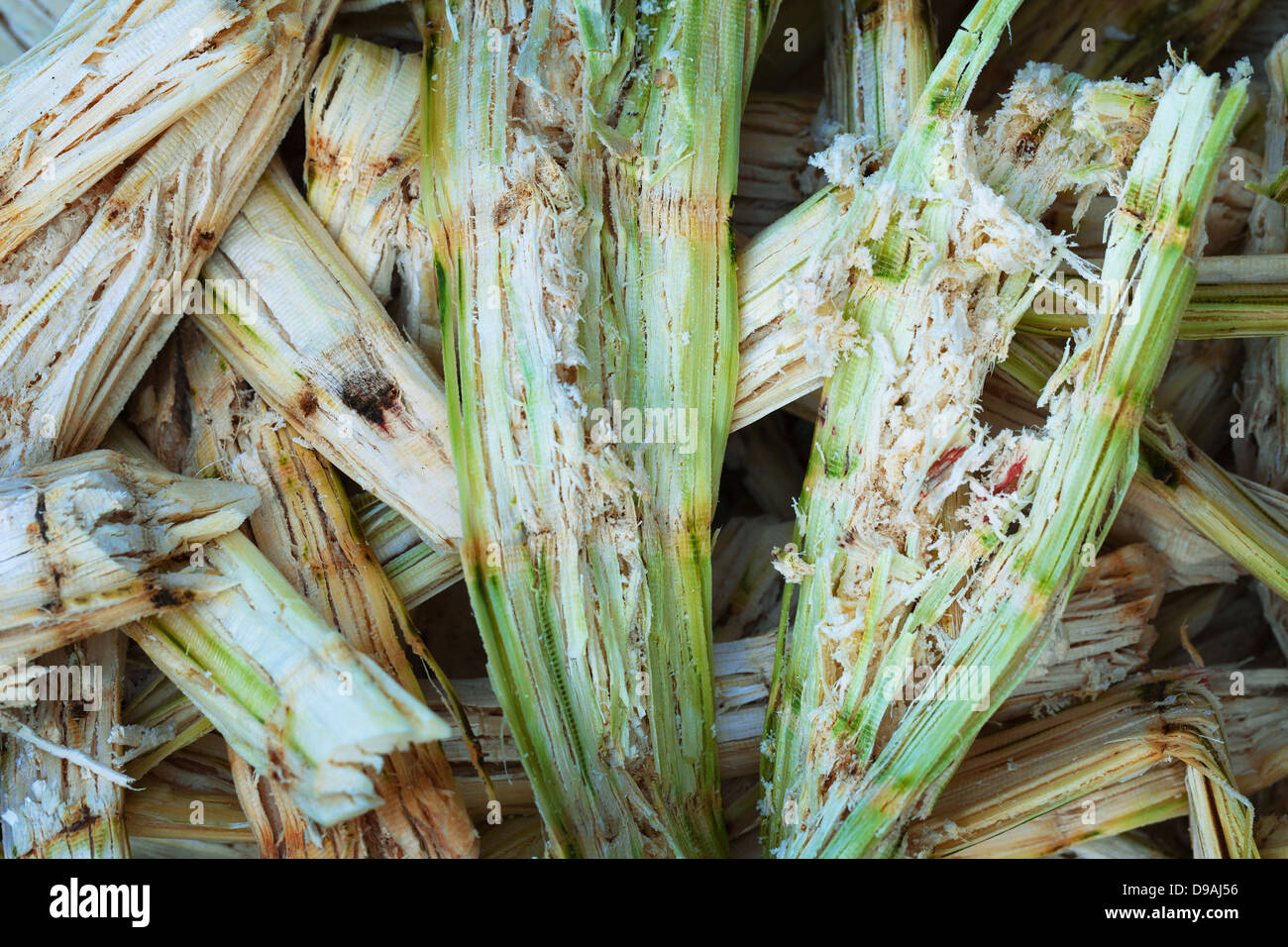 Sugarcane Bagasse