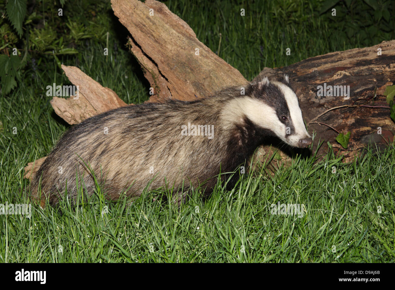 Female European badger meles meles feeding Stock Photo - Alamy