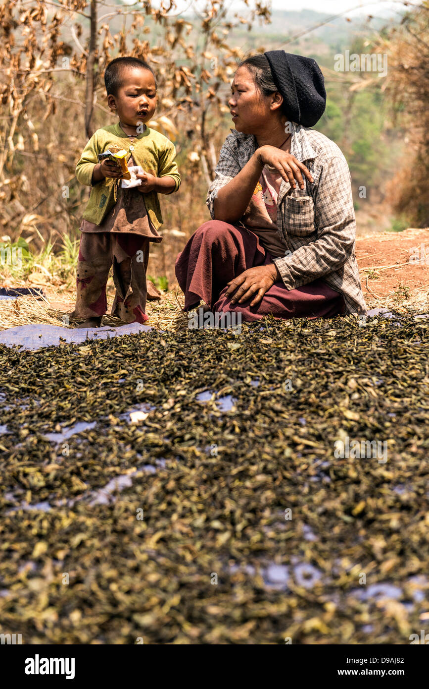 Burmese woman and child collecting tea leaves Burma Myanmar Stock Photo ...
