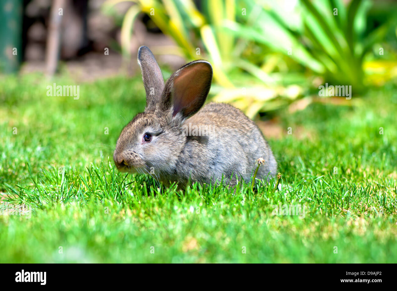 Little things in nature hi-res stock photography and images - Alamy