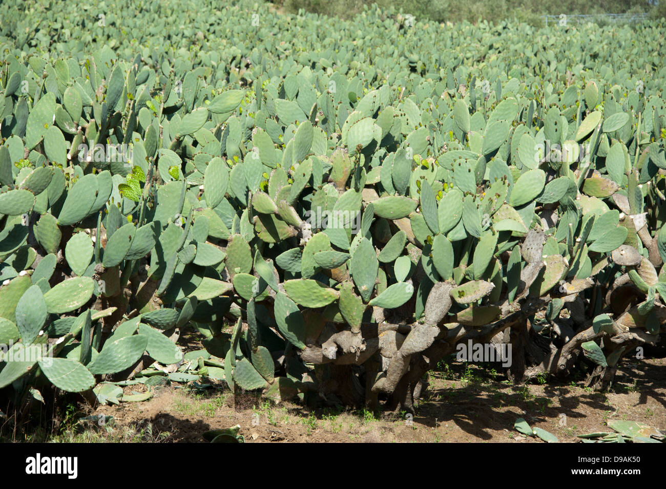 Cacti italy hi-res stock photography and images - Alamy