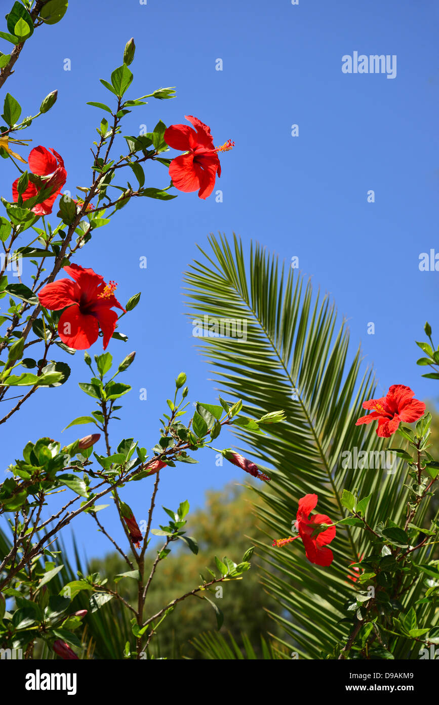 Red hibiscus flowers in garden, Pefkos, Rhodes (Rodos), The Dodecanese ...