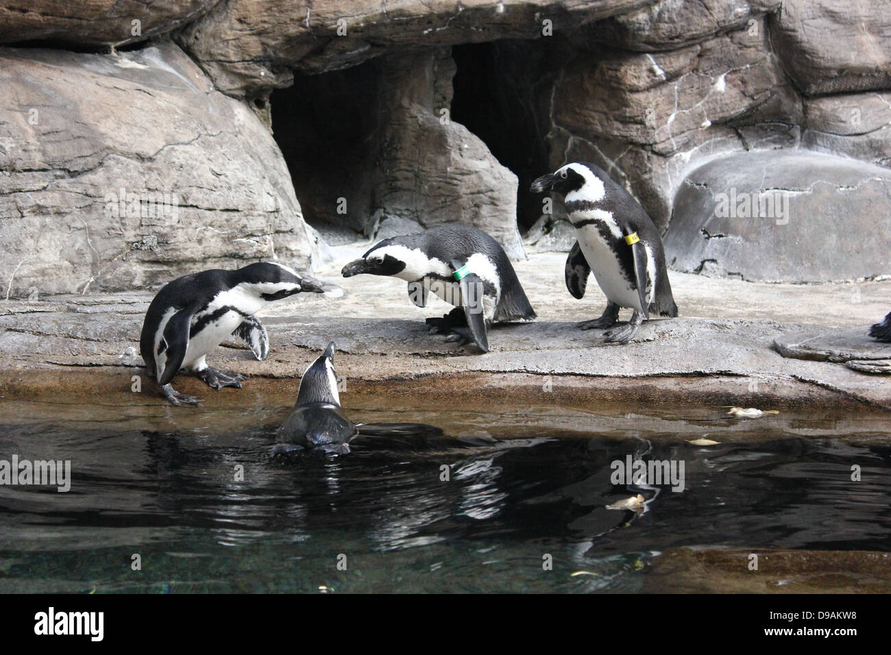 Penguin at play hi-res stock photography and images - Alamy