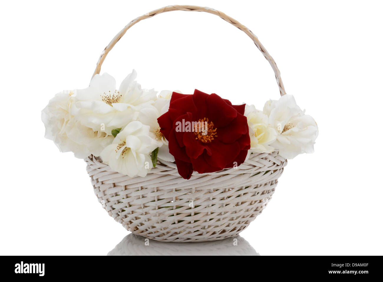Closeup of a white wicker basket with white roses and a single red rose ...