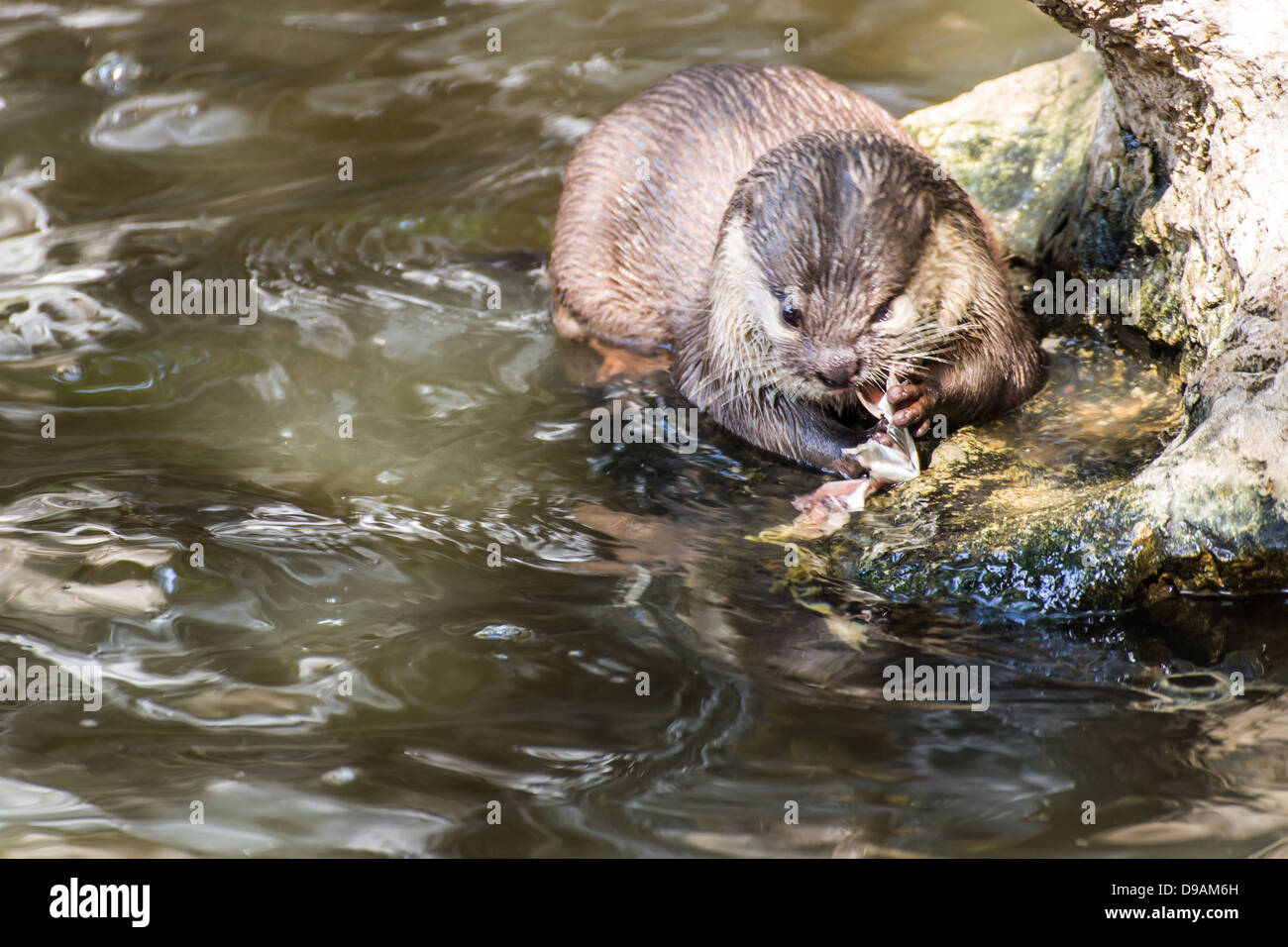 Otter Eating in Chiangmai Zoo , Thailand Stock Photo - Alamy
