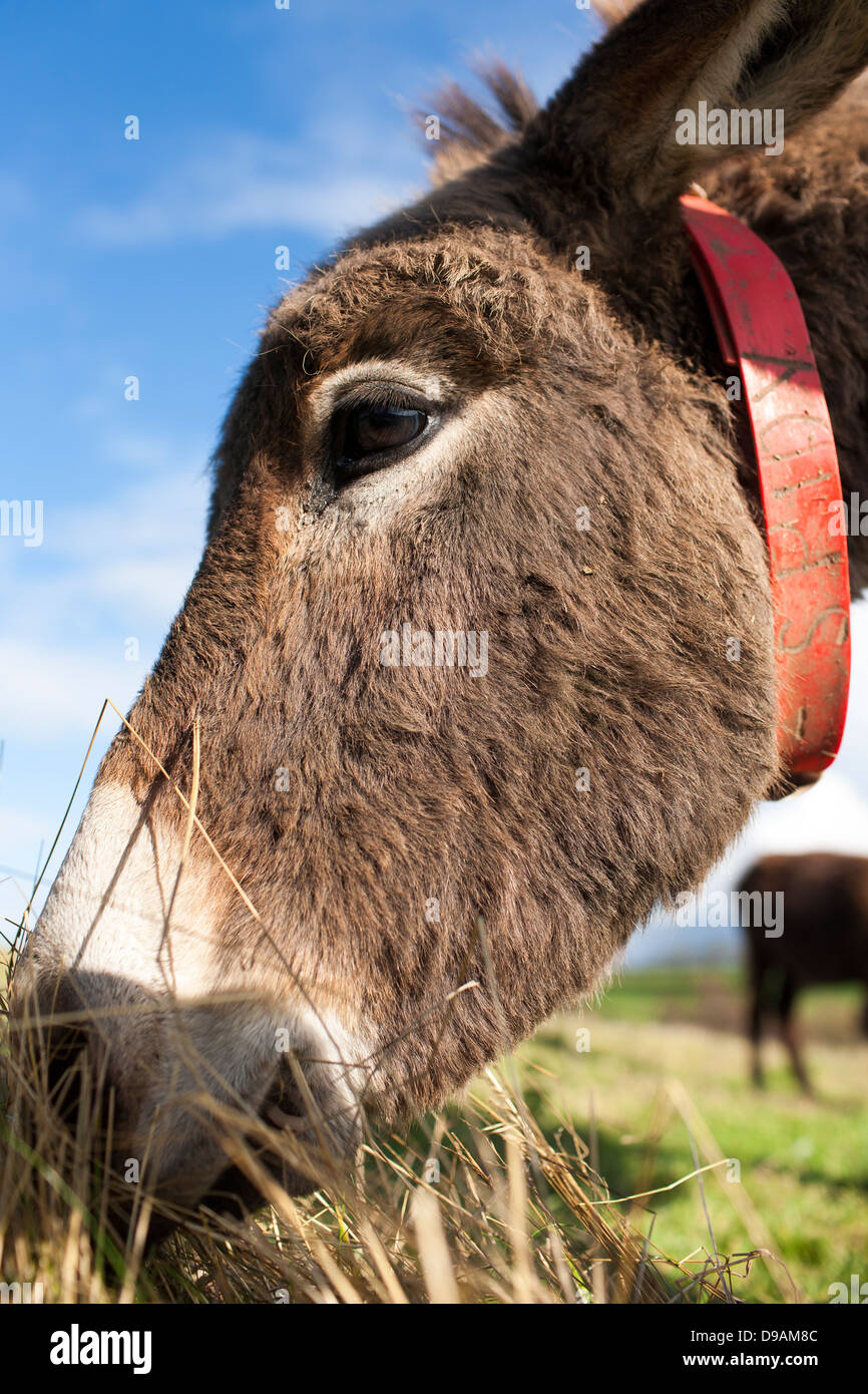 The head of a donkey eating hay and straw at the Donkey Sanctuary in ...