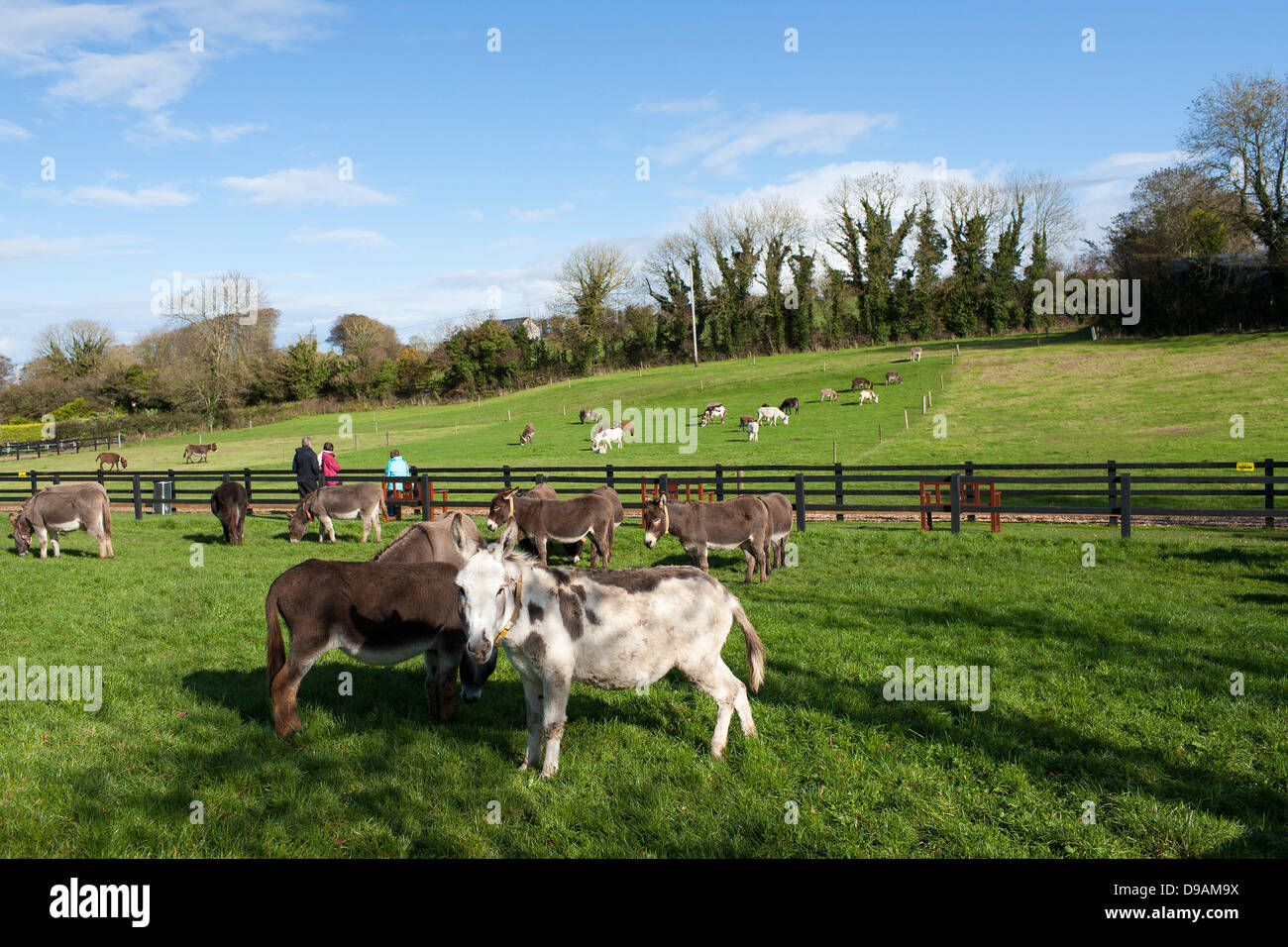 Liscarroll hi-res stock photography and images - Alamy