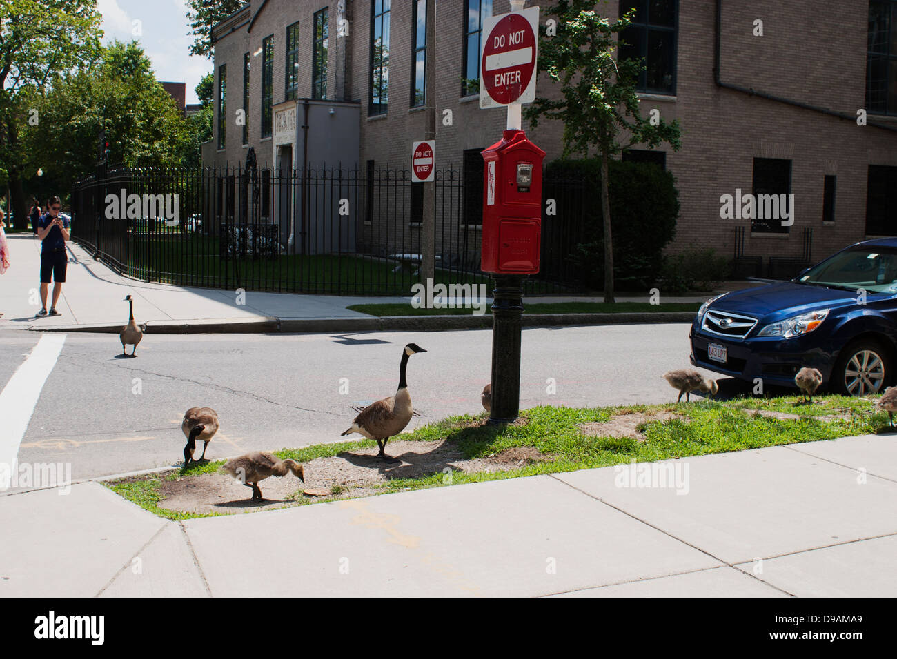 A Canada geese family grazes on grass strip on a Boston side street in ...