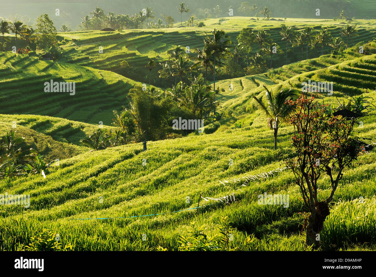 Padi Fields Bali High Resolution Stock Photography and Images - Alamy