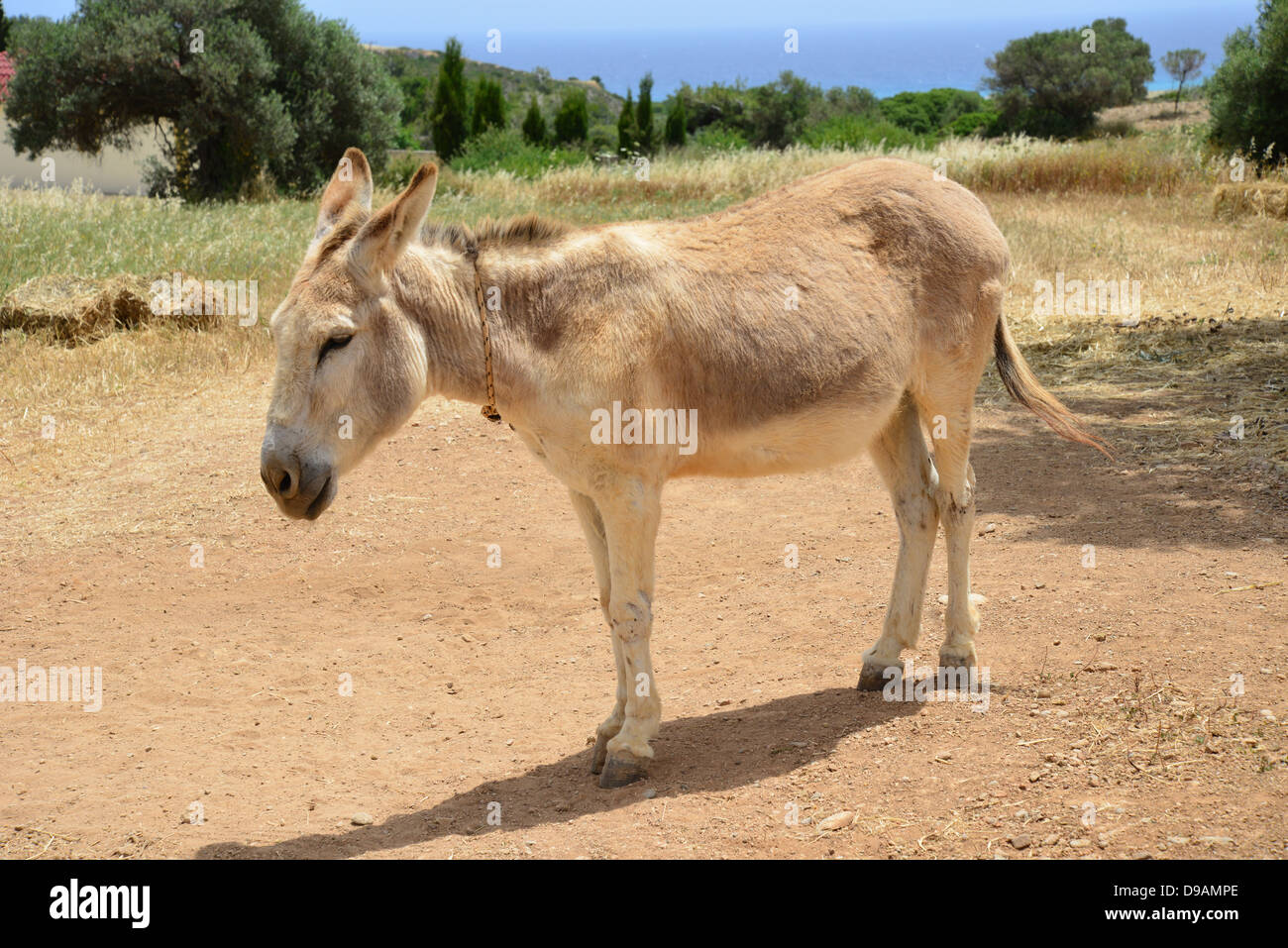 Donkey in field, South Rhodes, Rhodes (Rodos), The Dodecanese, South ...