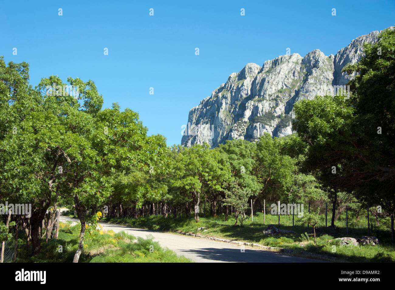 Bosco Della High Resolution Stock Photography and Images - Alamy