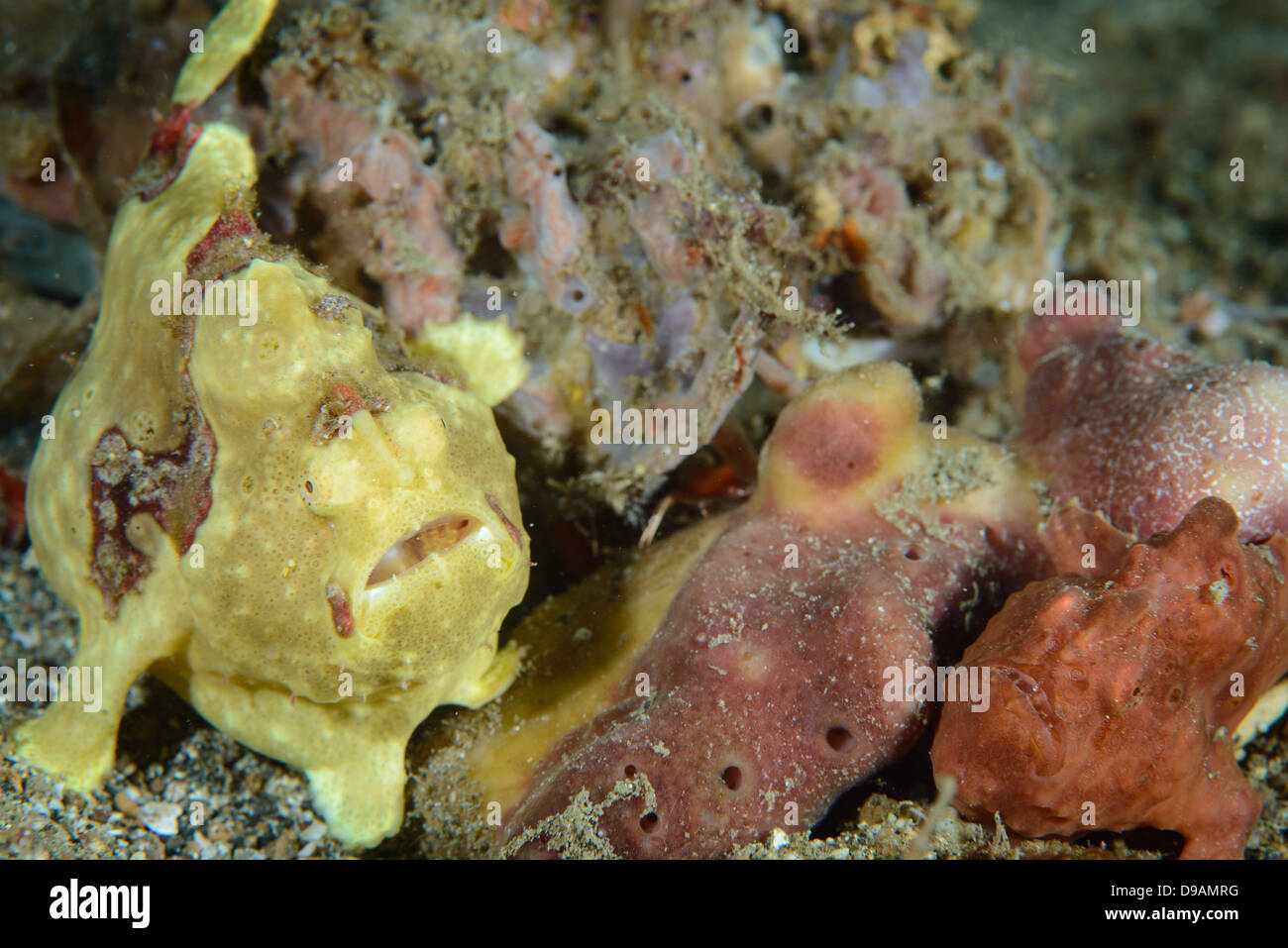 a yellow warty frogfish on left and a red warty frogfish on right. the ...
