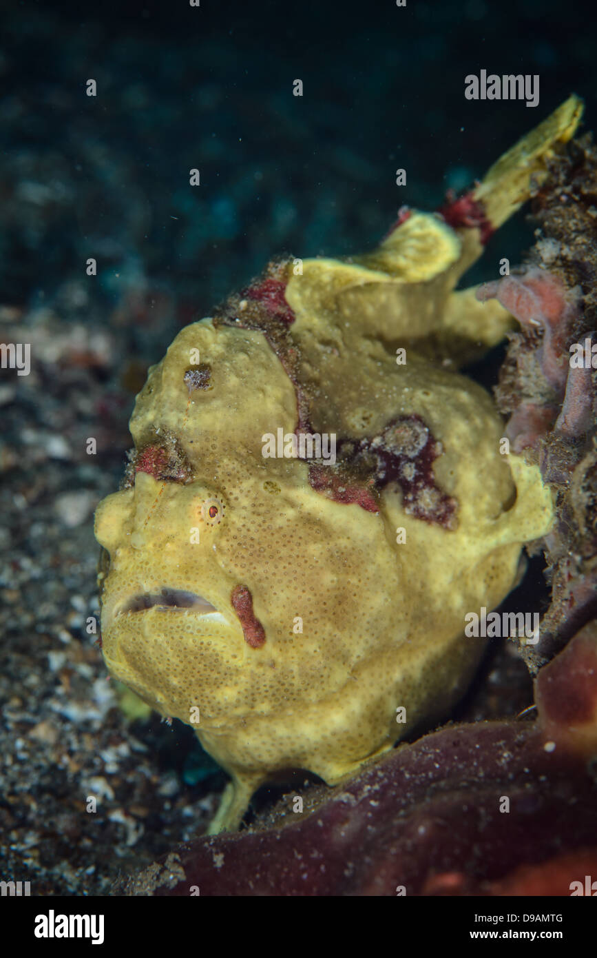A yellow warty frogfish, antennarius maculatus from the Lembeh Strait ...
