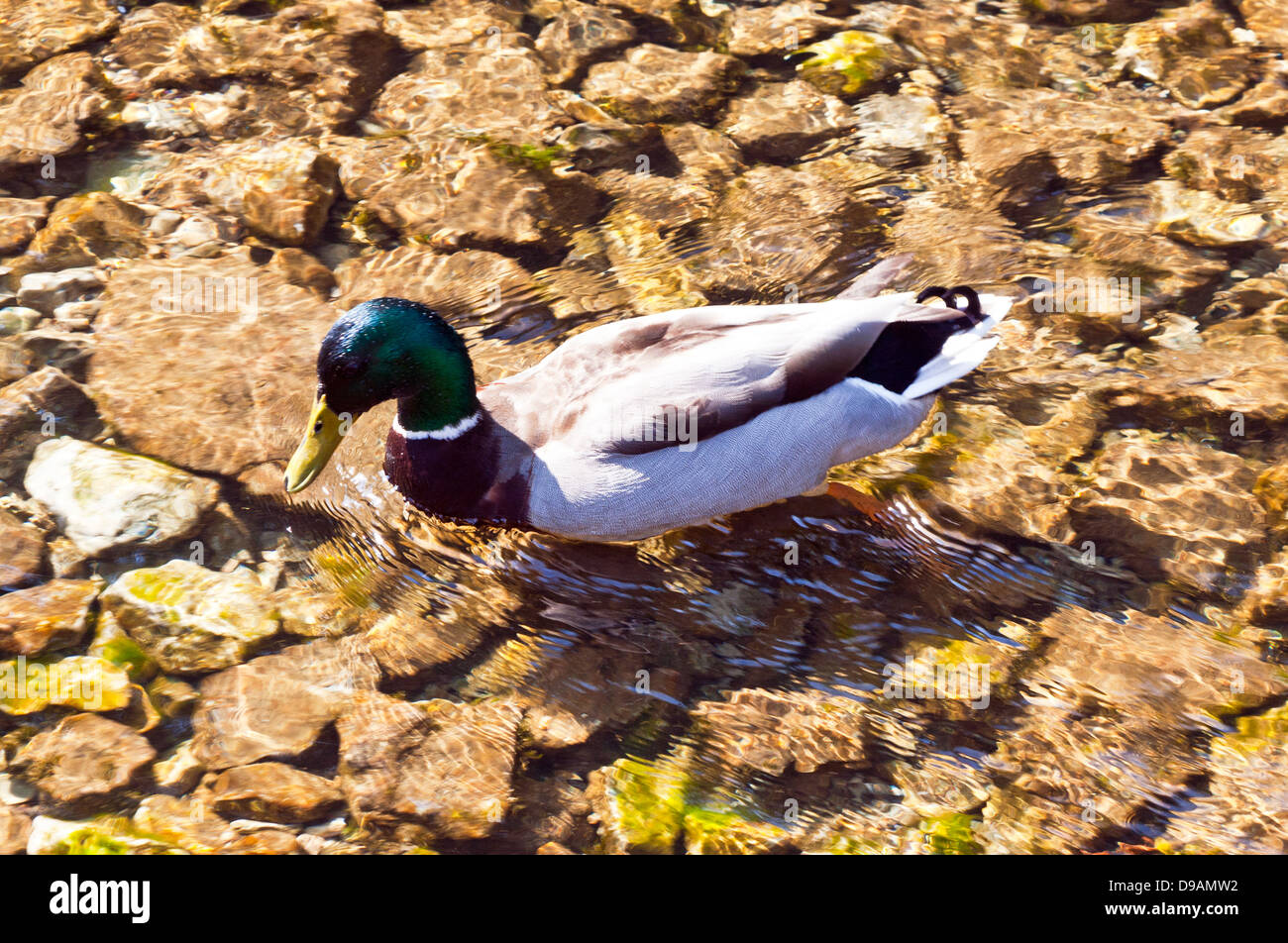 Duck Castleton Peak District Derbyshire UK Stock Photo - Alamy