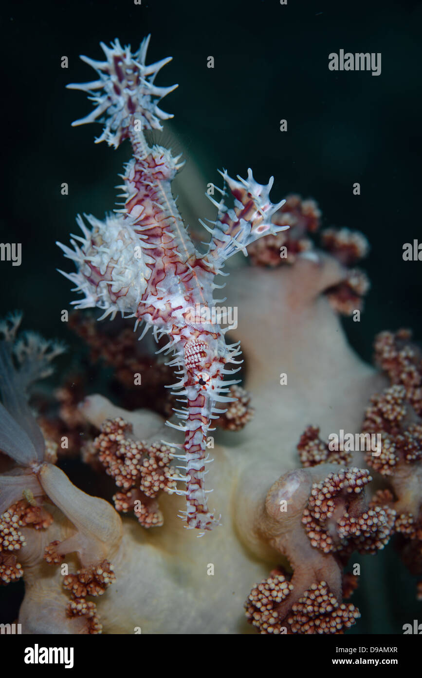 Red sea pipefish hi-res stock photography and images - Alamy