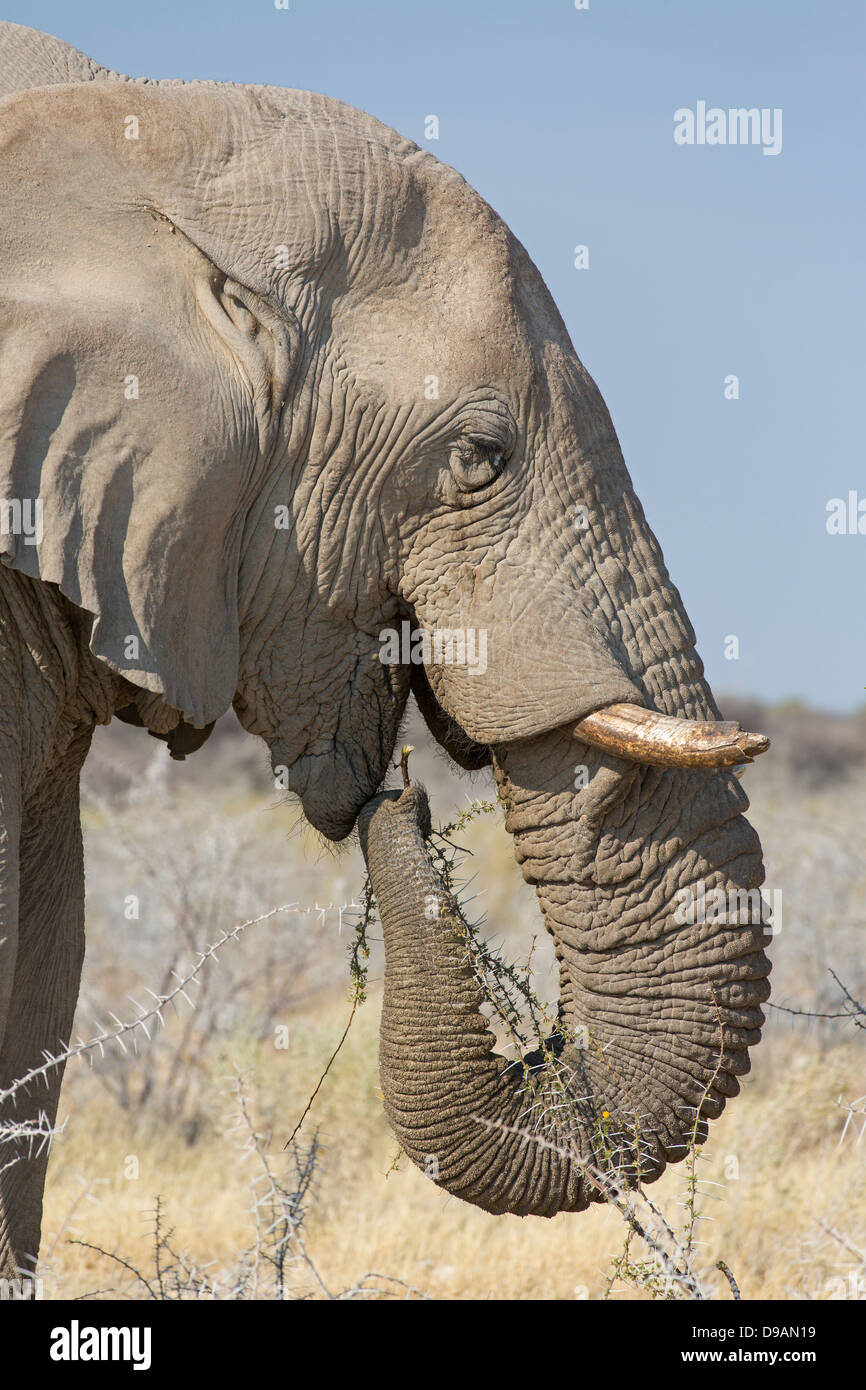 African Bush Elephant, African Savanna Elephant, Afrikanischer Elefant ...