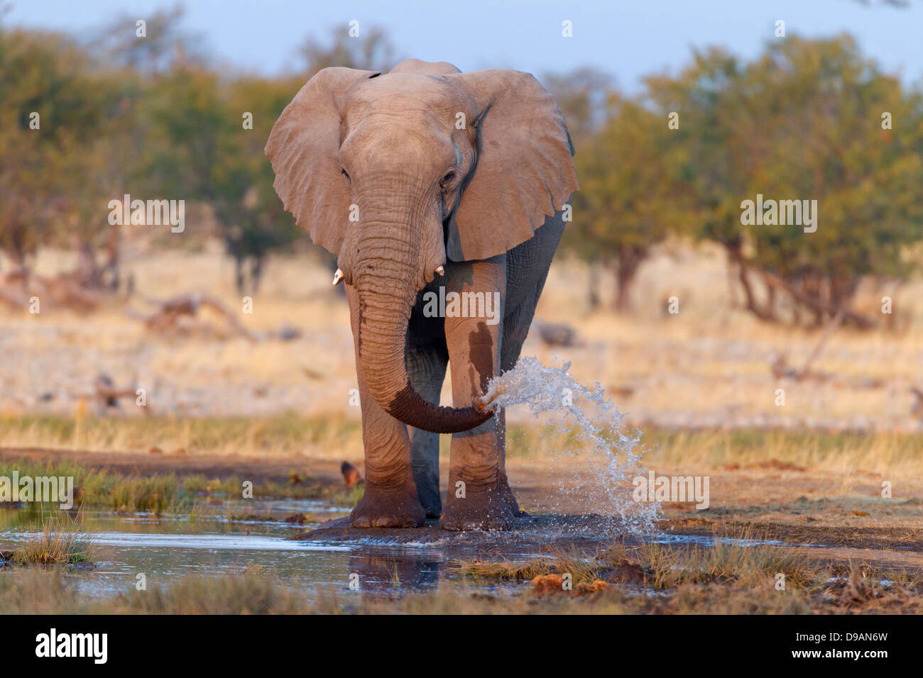 African Bush Elephant, African Savanna Elephant, Afrikanischer Elefant ...