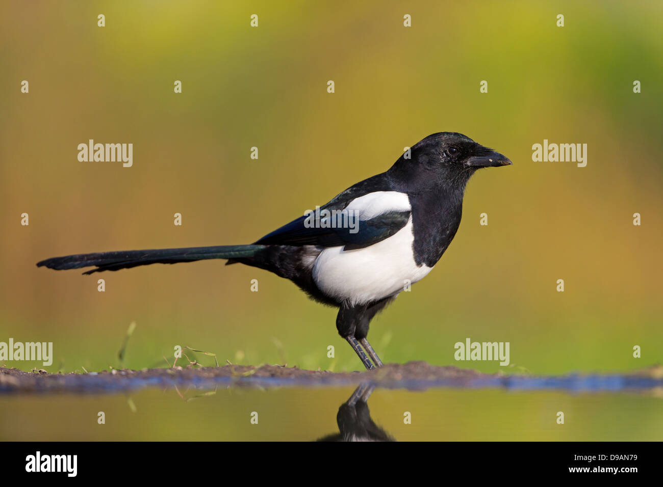 Black-billed Magpie, Magpie, Pica pica, Elster Stock Photo - Alamy