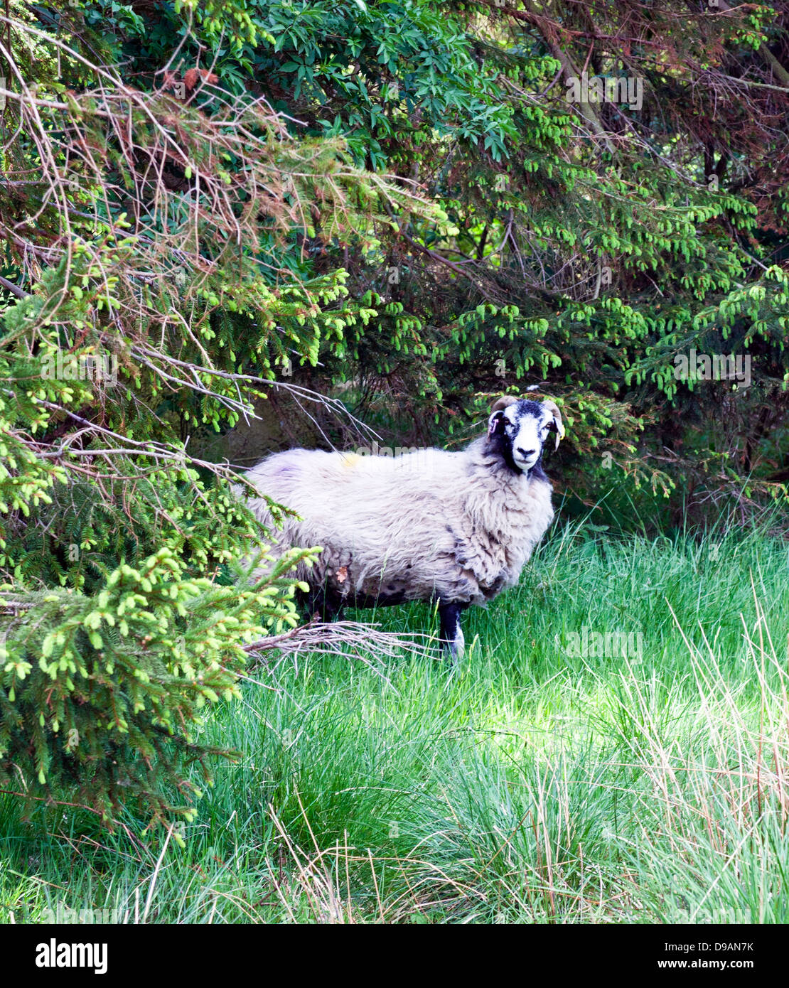 Sheep The Peak District Derbyshire UK Stock Photo - Alamy