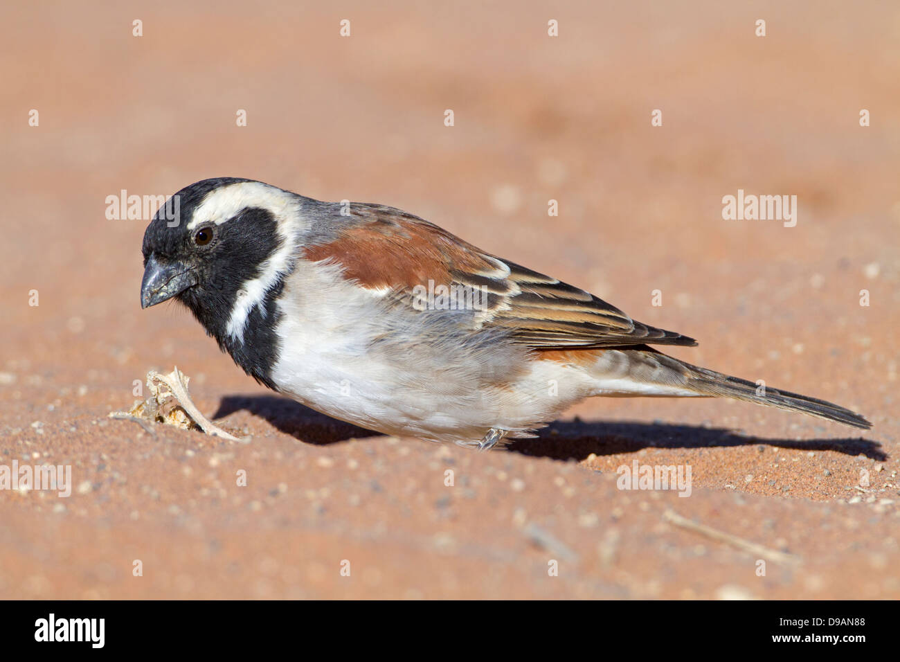 Kapsperling, Cape Sparrow, Mossie, Passer melanurus Stock Photo - Alamy