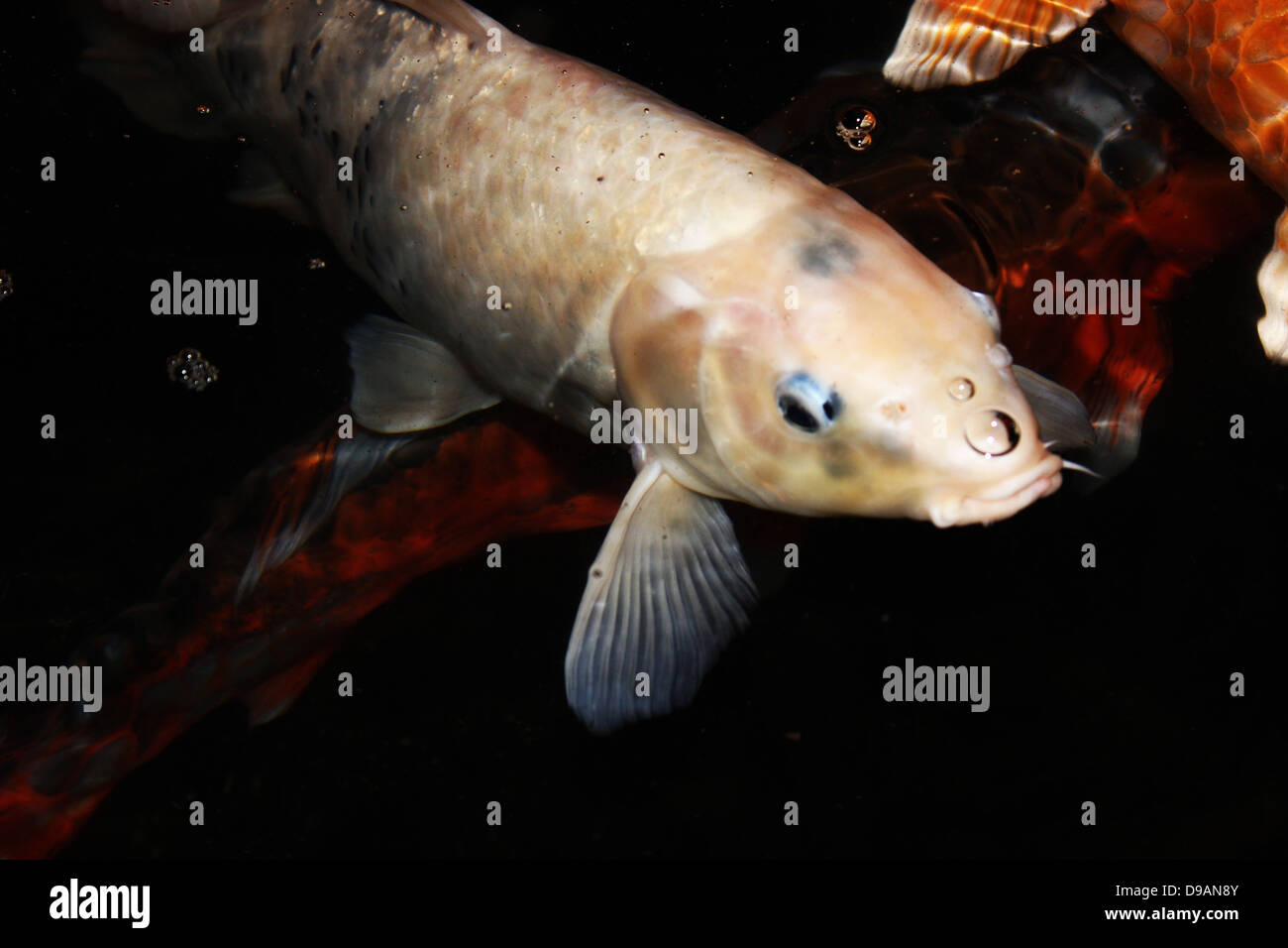 Koi fish hi-res stock photography and images - Alamy