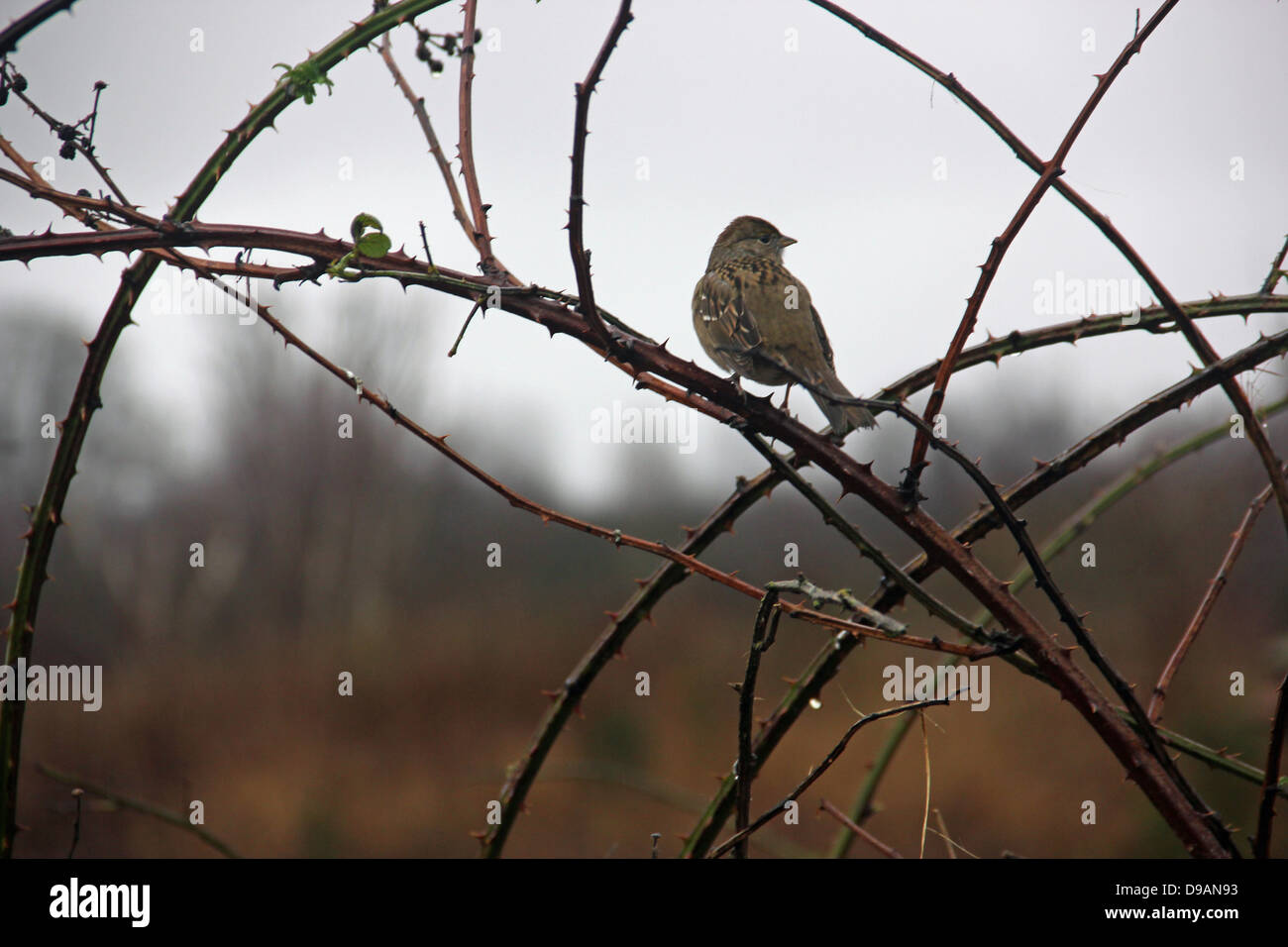 Birdy hi-res stock photography and images - Alamy