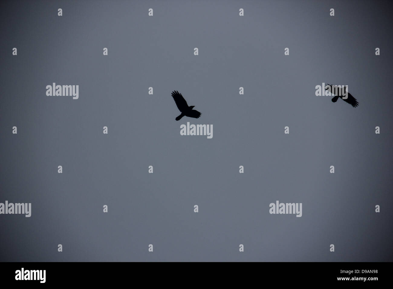 Happy crow hi-res stock photography and images - Alamy