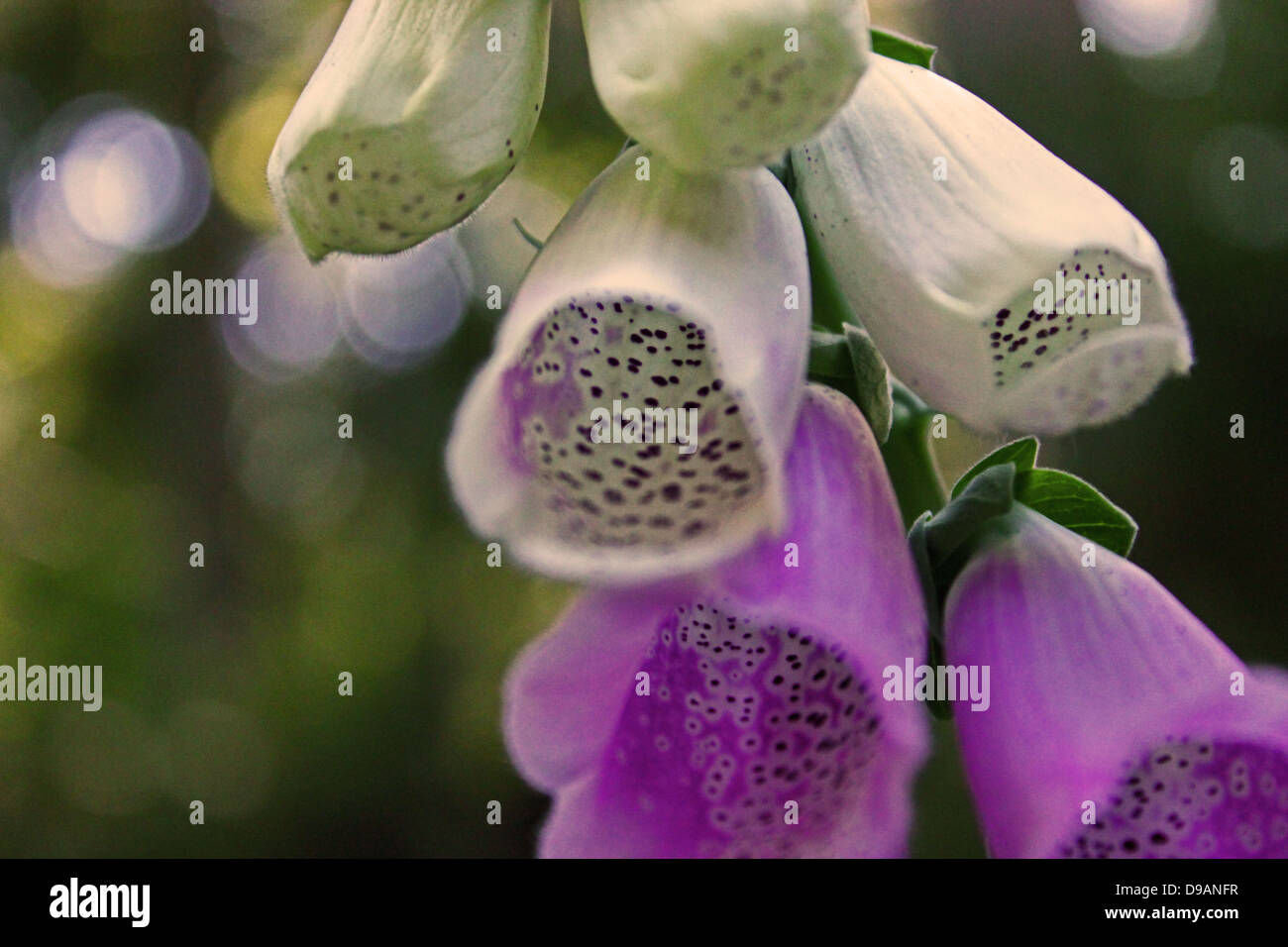 White flowers bells in garden hi-res stock photography and images - Alamy