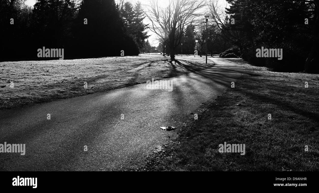 Trees shadow hi-res stock photography and images - Alamy
