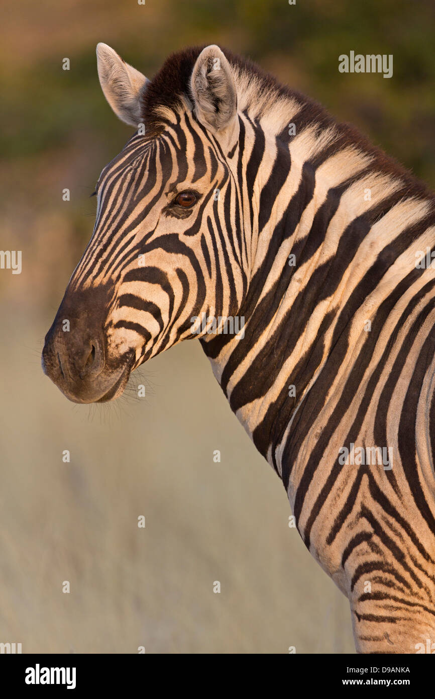 plains zebra, common zebra, Burchell's zebra, Equus quagga, plains ...