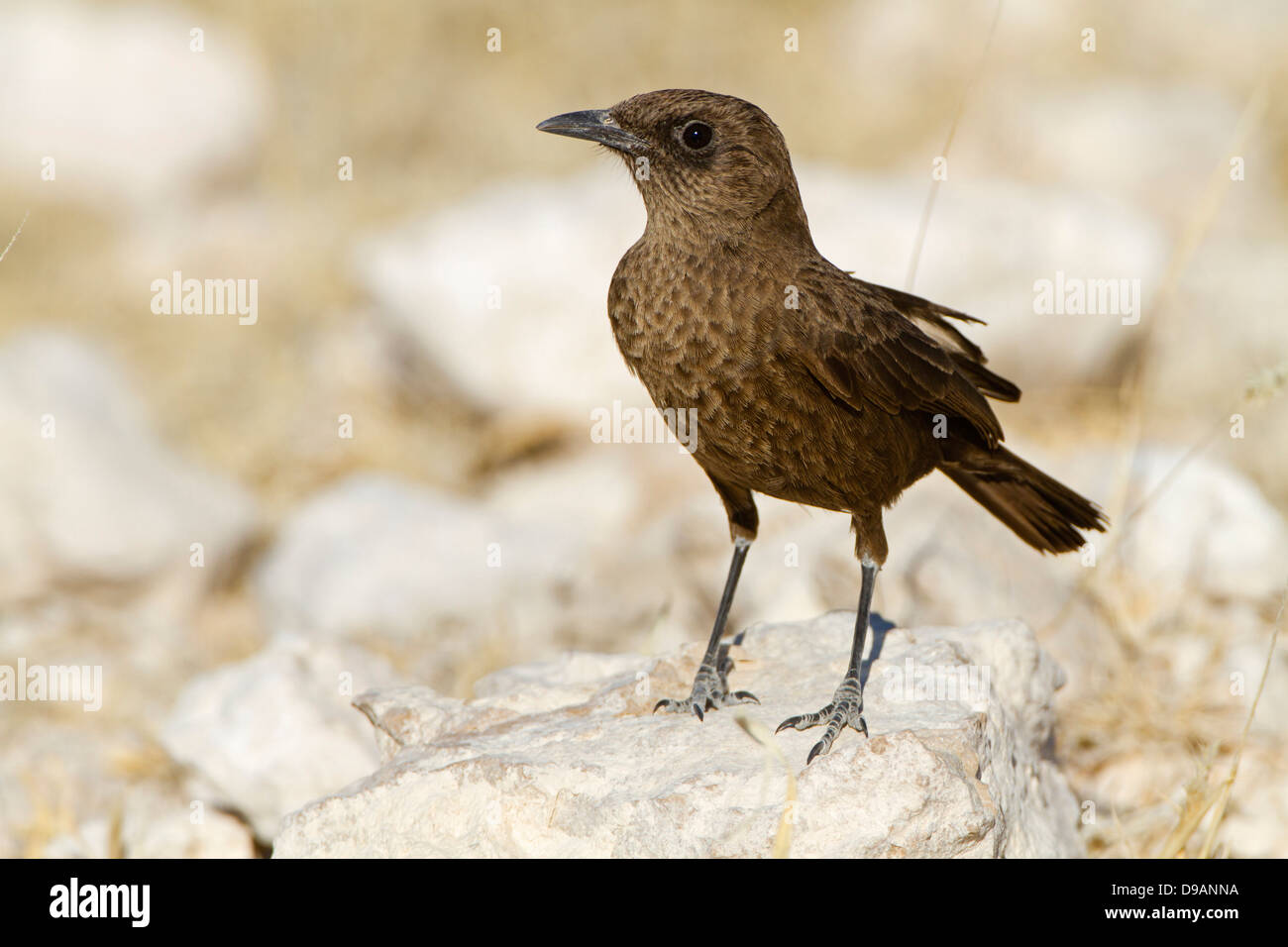 Southern Anteater Chat, Southern Anteater-Chat, Myrmecocichla ...