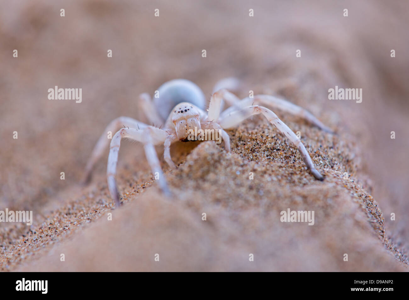 Leucorchestris arenicola, Dancing White Lady Spider, Africa Stock Photo ...
