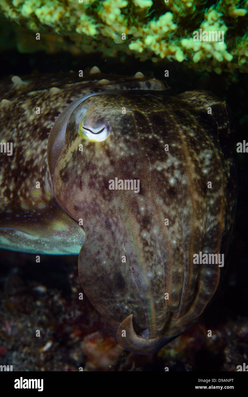 The Portrait of a Giant cuttlefish. This cuttlefish is from the Lembeh ...