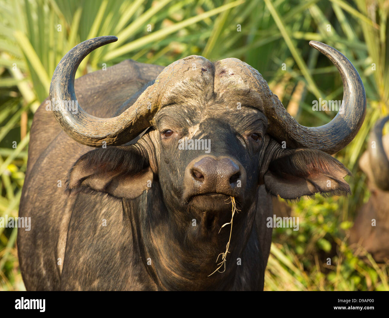 Buffalo portrait hi-res stock photography and images - Alamy