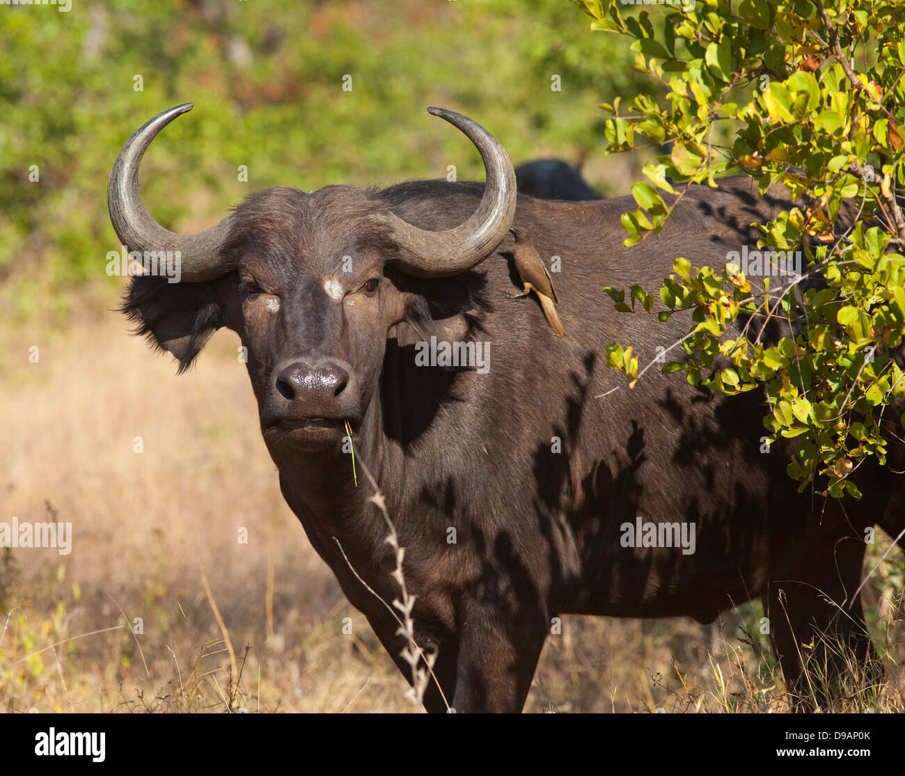 Buffalo portrait hi-res stock photography and images - Alamy