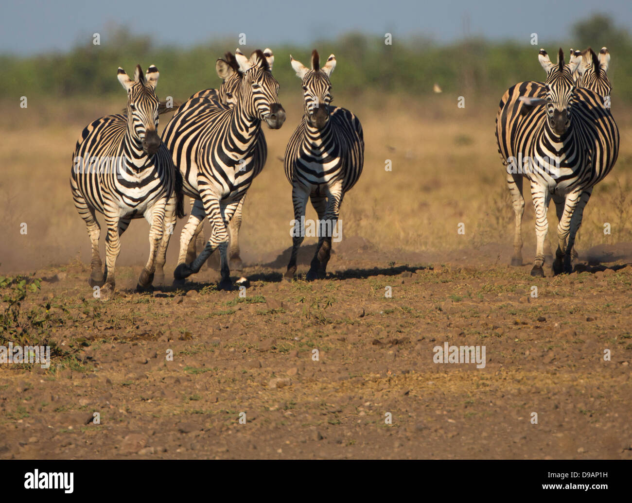 zebra group running Stock Photo - Alamy