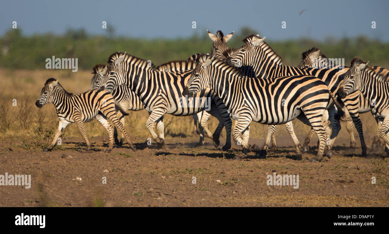 zebra group running Stock Photo - Alamy
