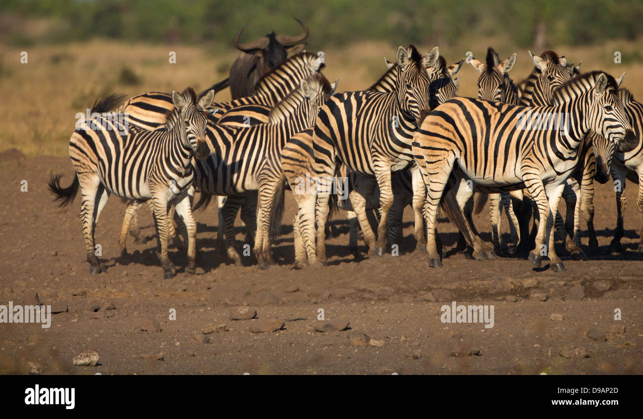 zebra herd at waterhole Stock Photo - Alamy
