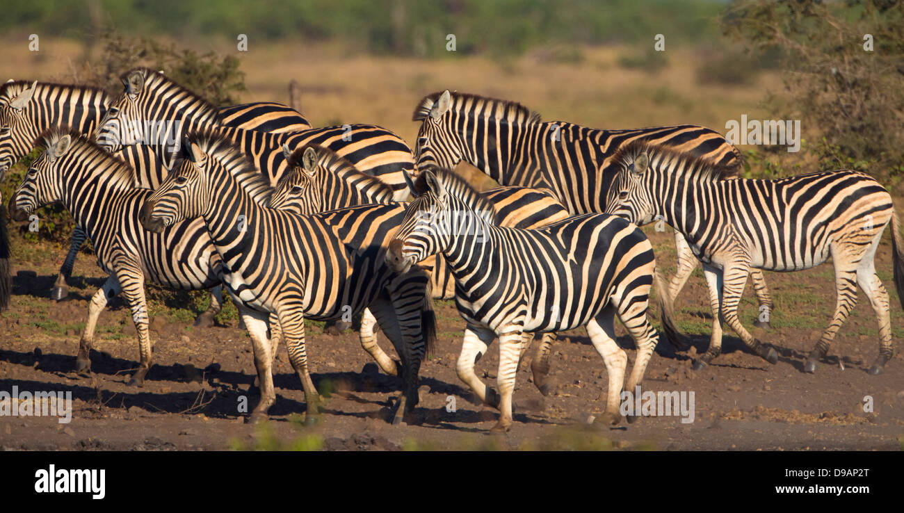 zebra herd at waterhole Stock Photo - Alamy