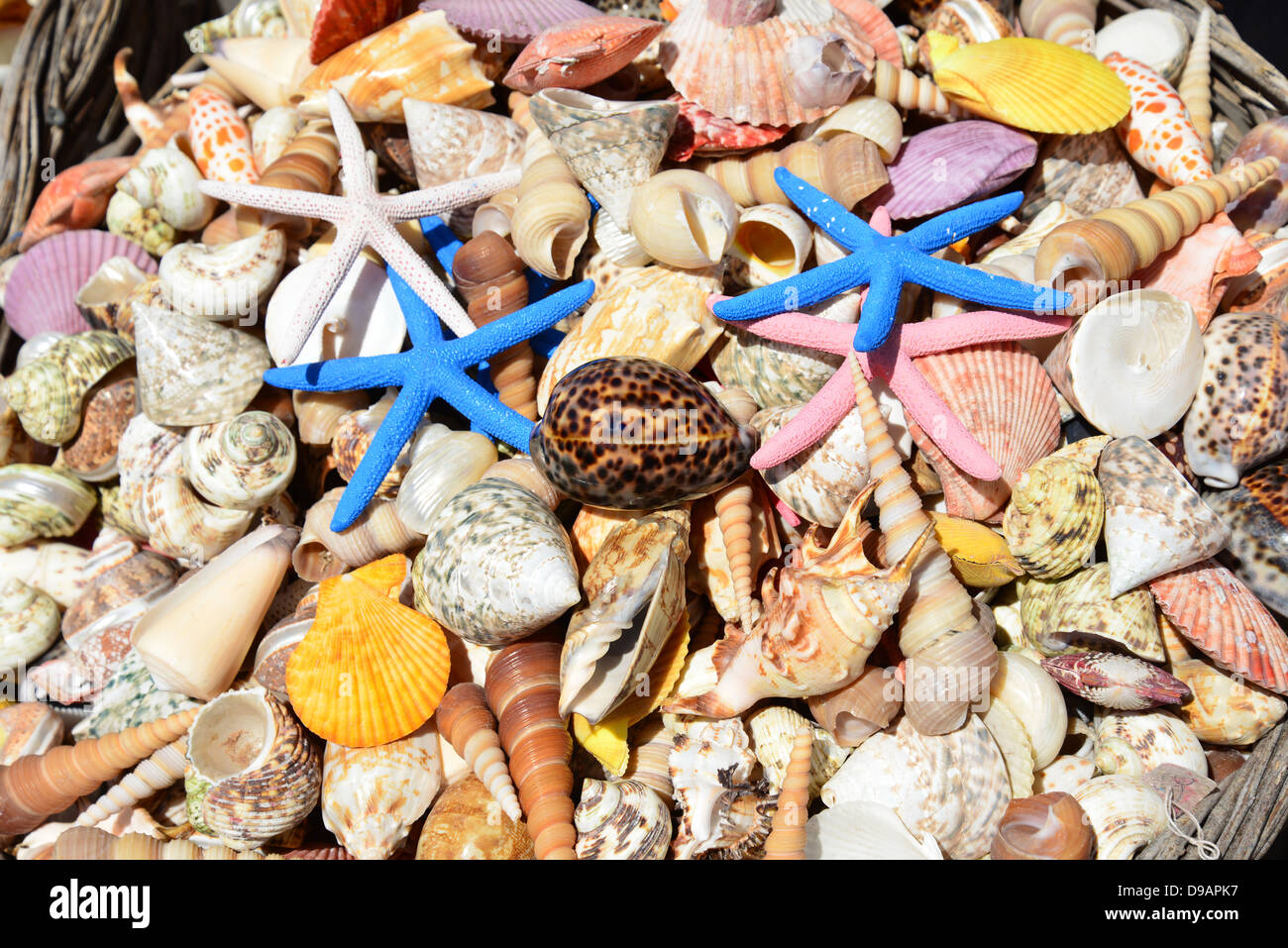 Basket of shells on souvenir stall, Kolona Harbour, Old Town, City of ...